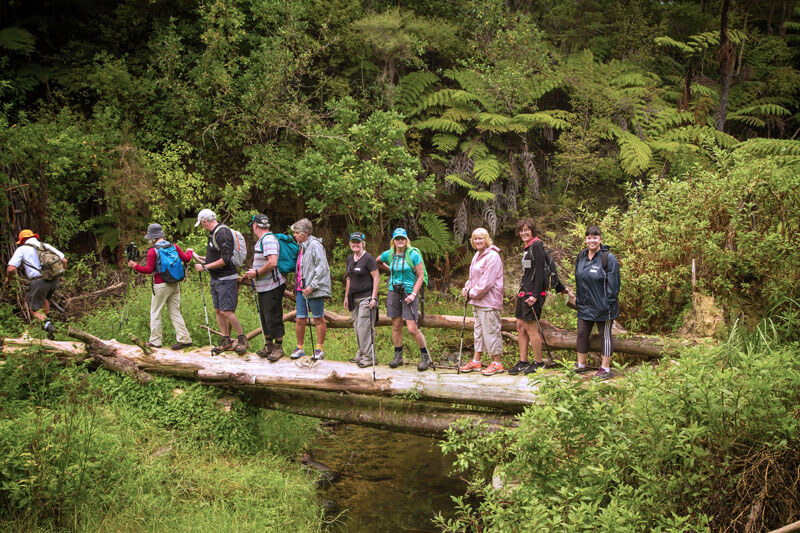 Tanekaha Walks - Mangawhai Walking Weekend