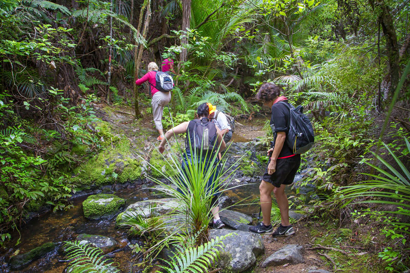 Tanekaha Botanical Trek - Mangawhai Walking Weekend