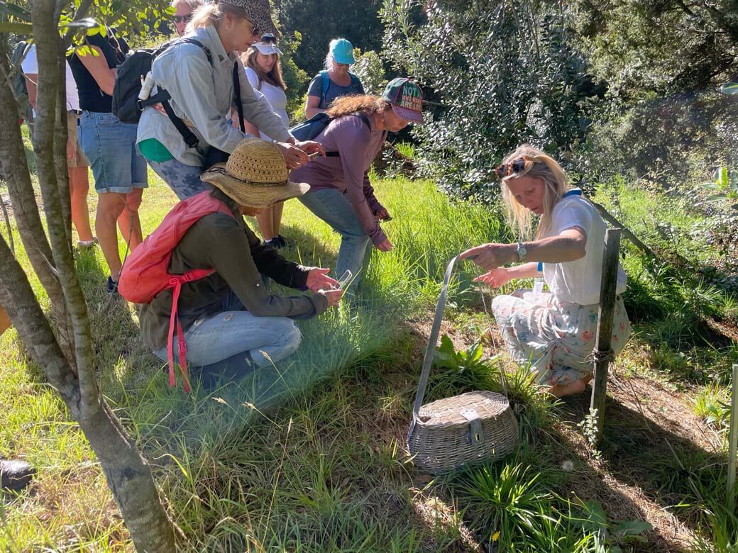 Foraging Walk - Mangawhai Walking Weekend